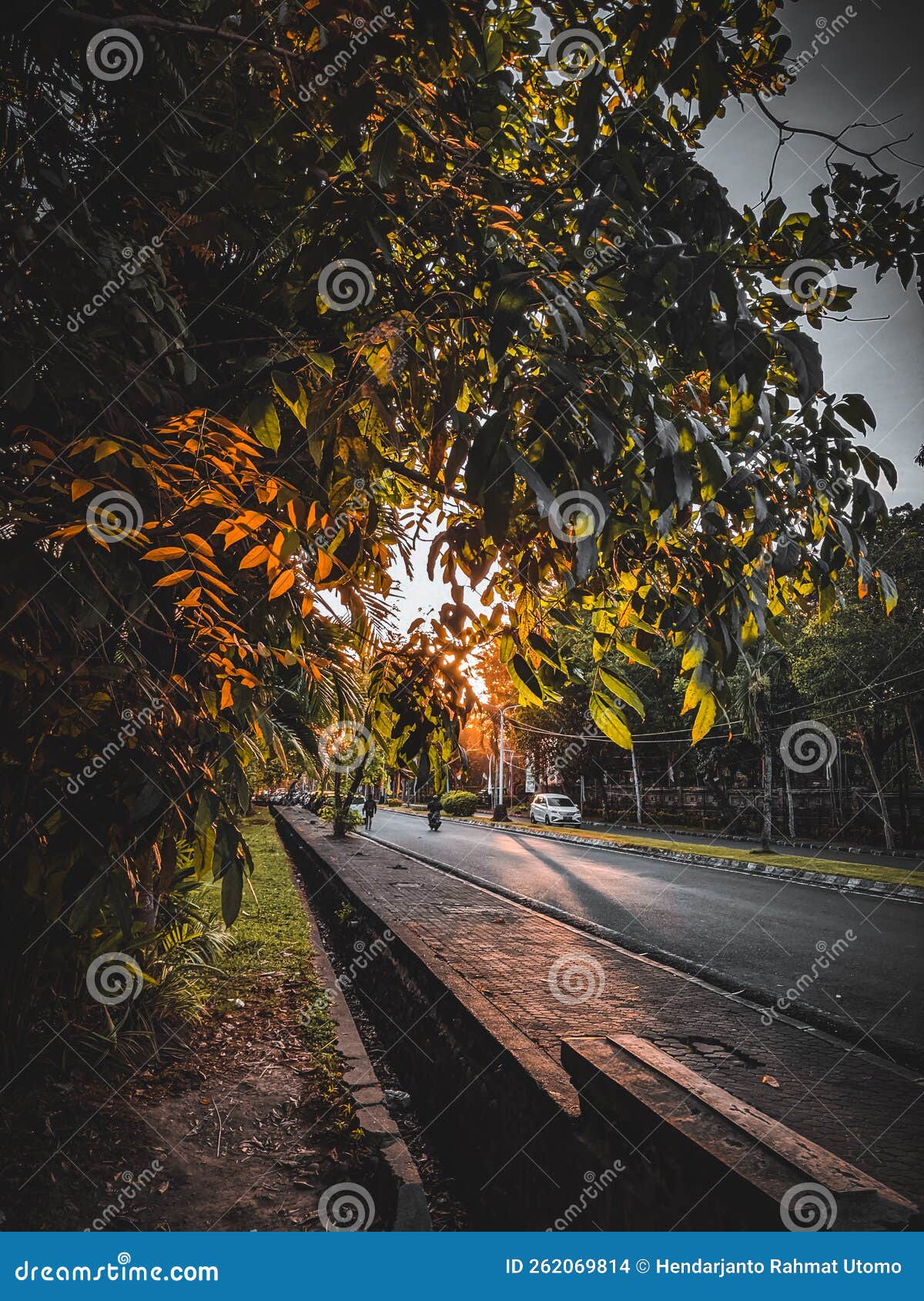 Green Trees beside the Road Stock Photo - Image of darkness, sunset ...