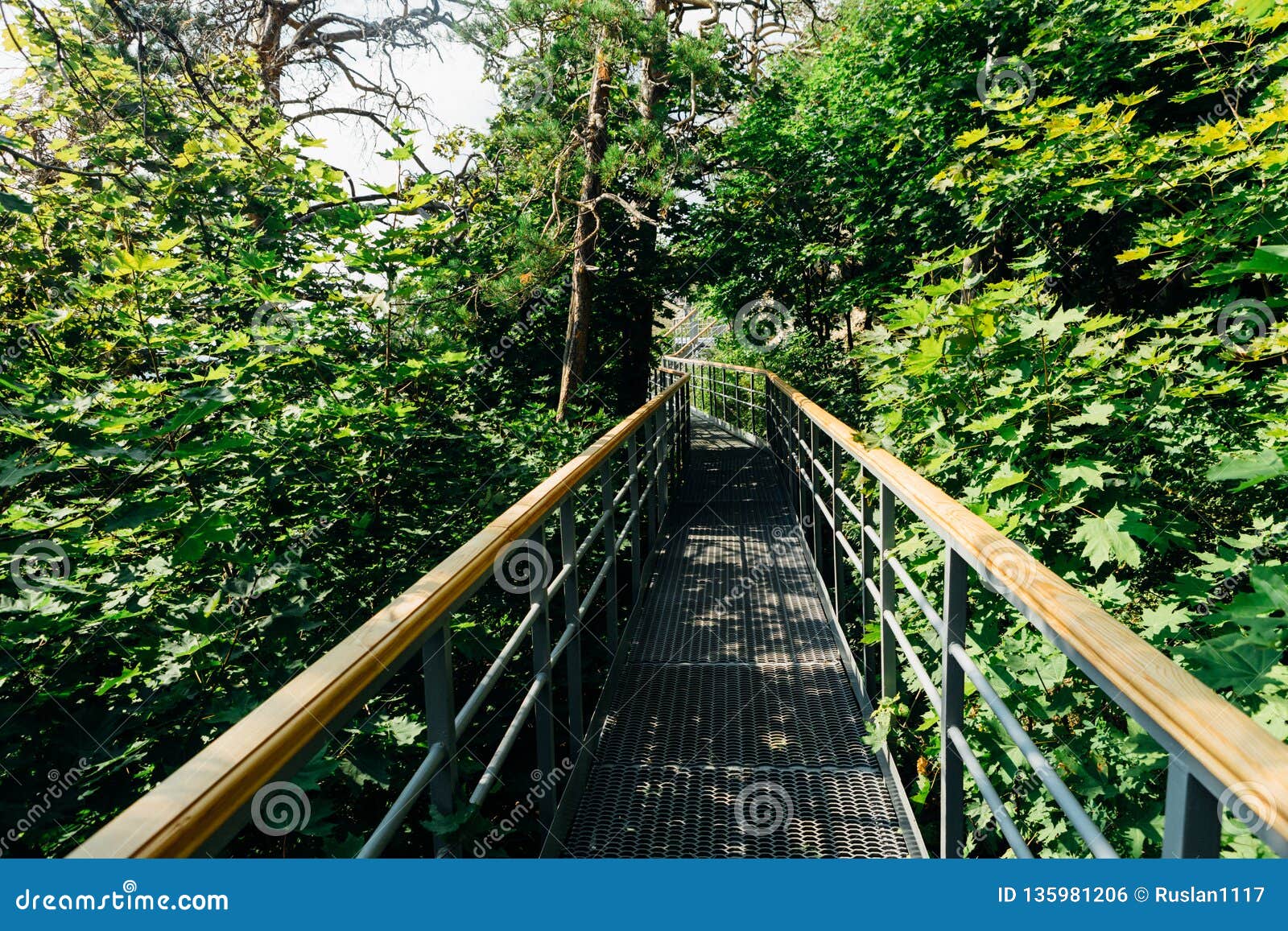 Green Trees and Road Bridge in the Forest in the Sunlight Stock Photo ...