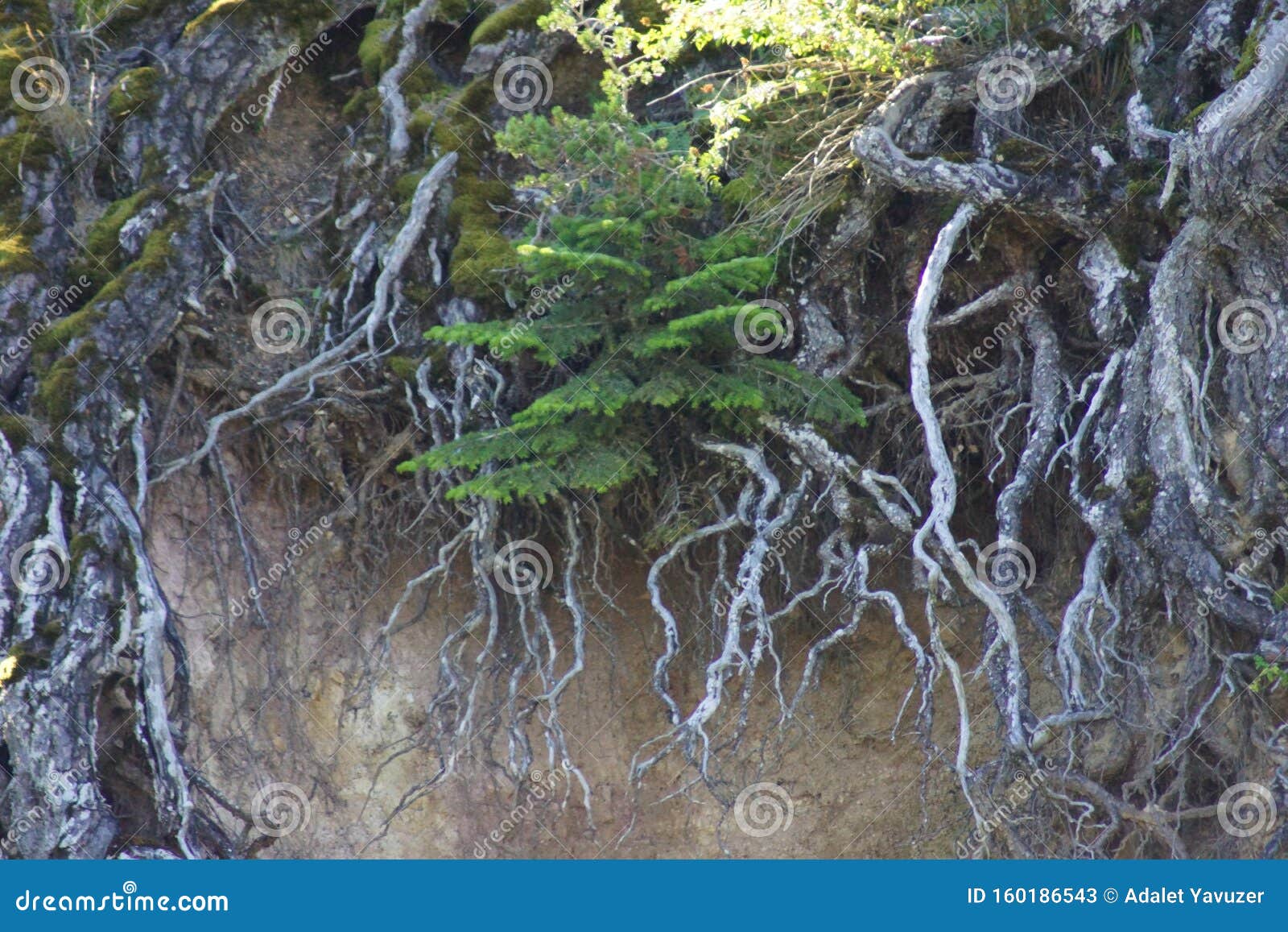 Green Trees and Roots of the Trees in the Nature Stock Image - Image of ...