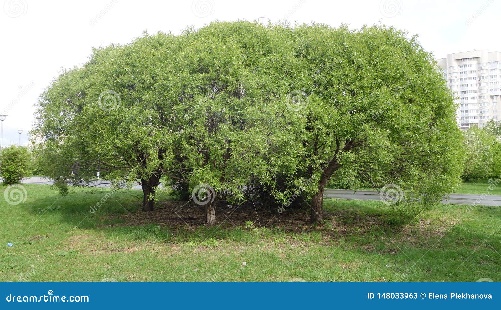 Green Trees with Rounded Crown Stock Image - Image of crown, green ...