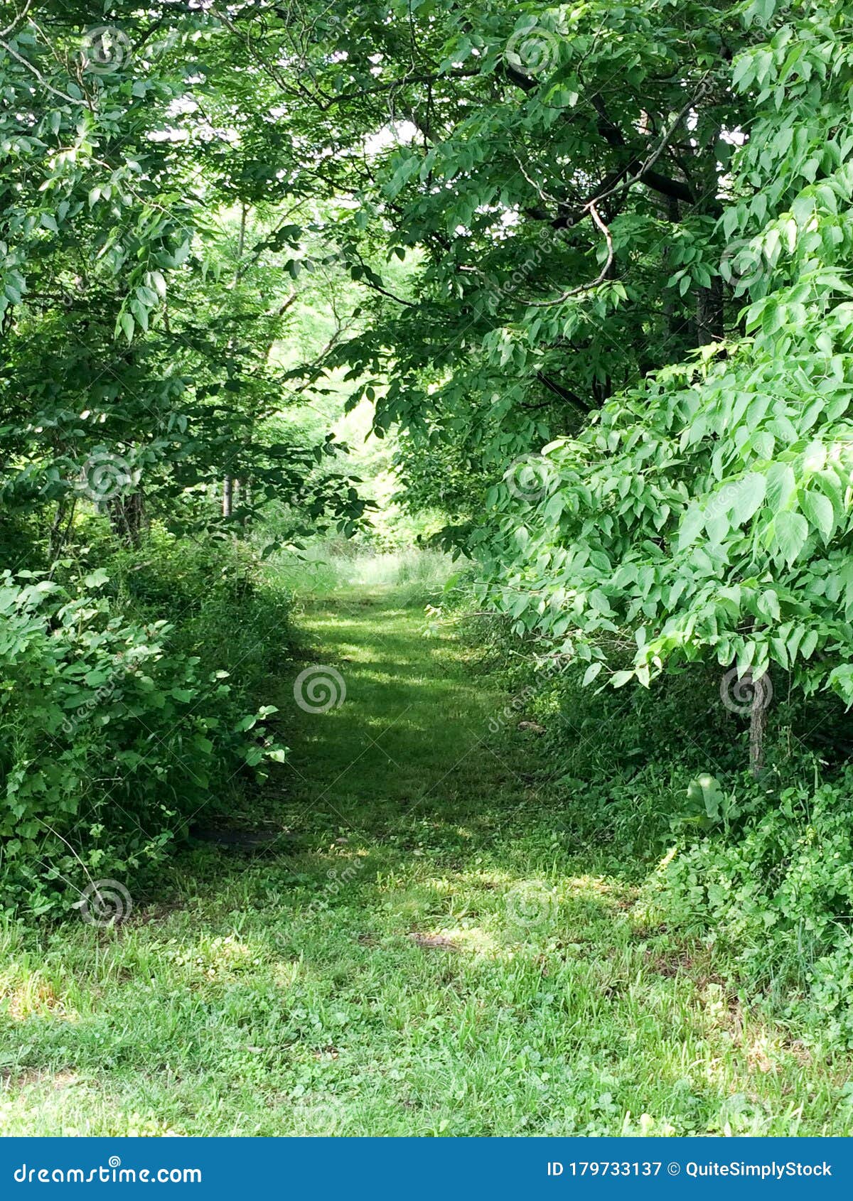 Green trees secret pathway stock image. Image of hill - 179733137