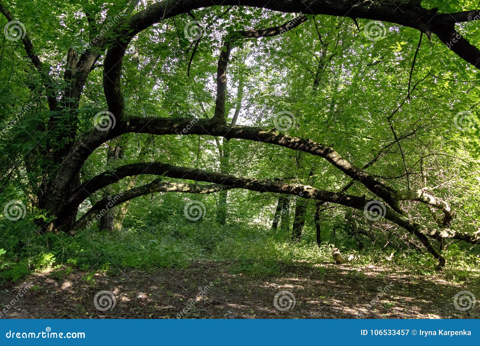 Green Trees and Shrubs in an Old, Shady Forest Stock Image - Image of ...