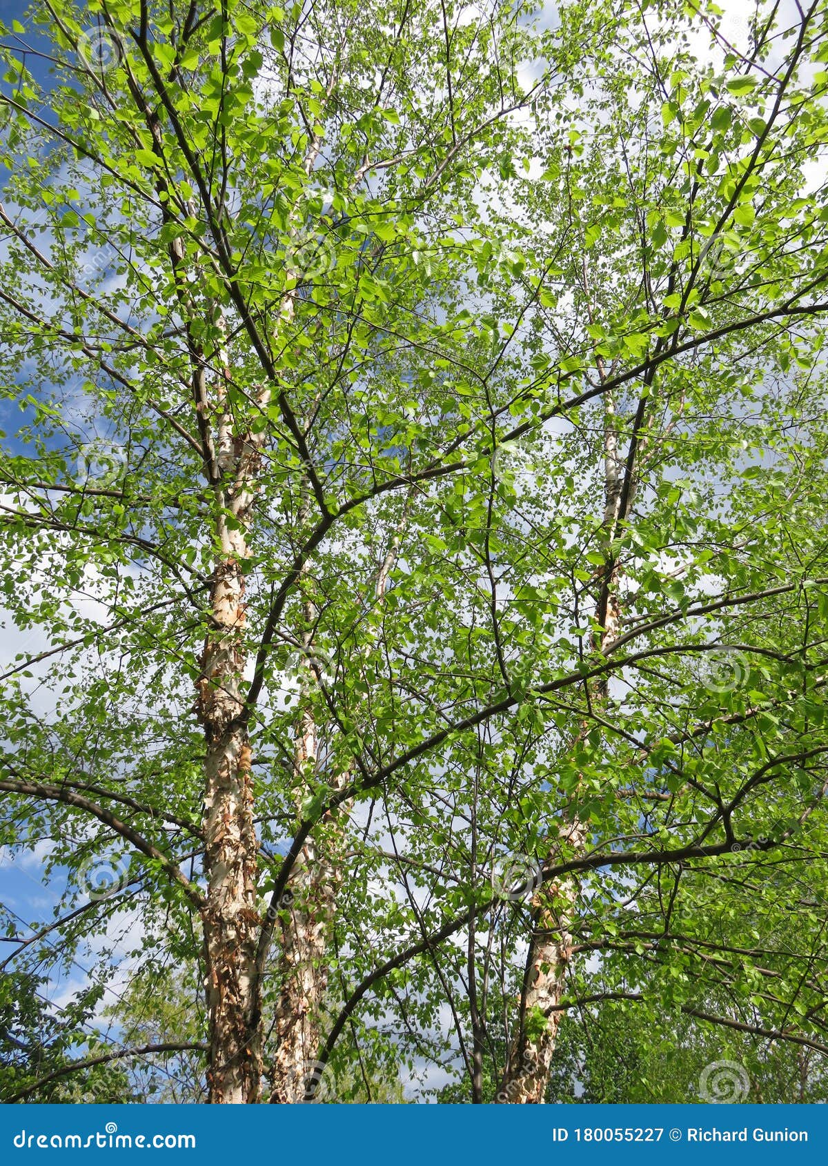 Green Trees in Spring in April Stock Image - Image of nature, green ...