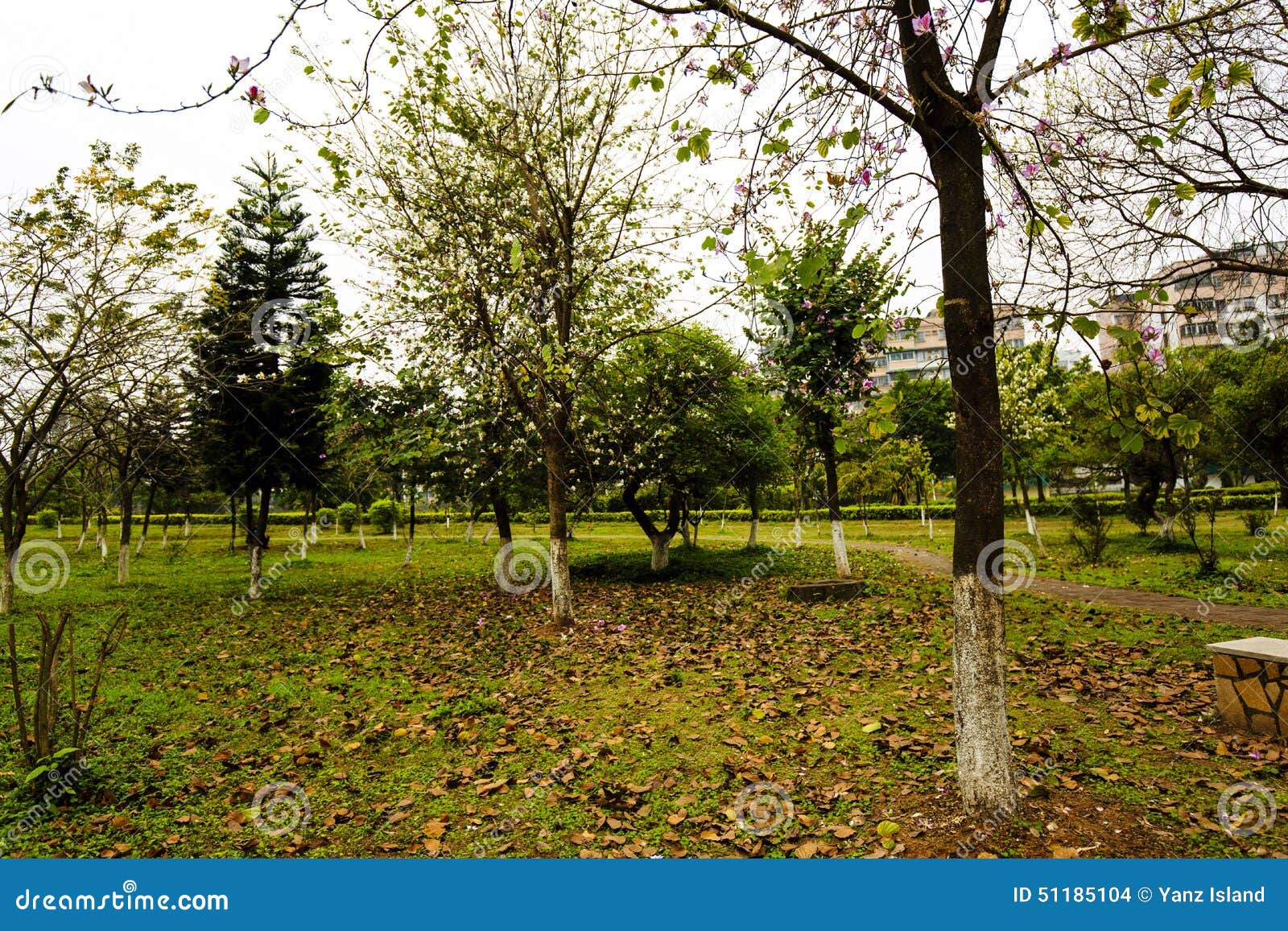 Green Trees in Spring Field Stock Photo - Image of gold, colorful: 51185104