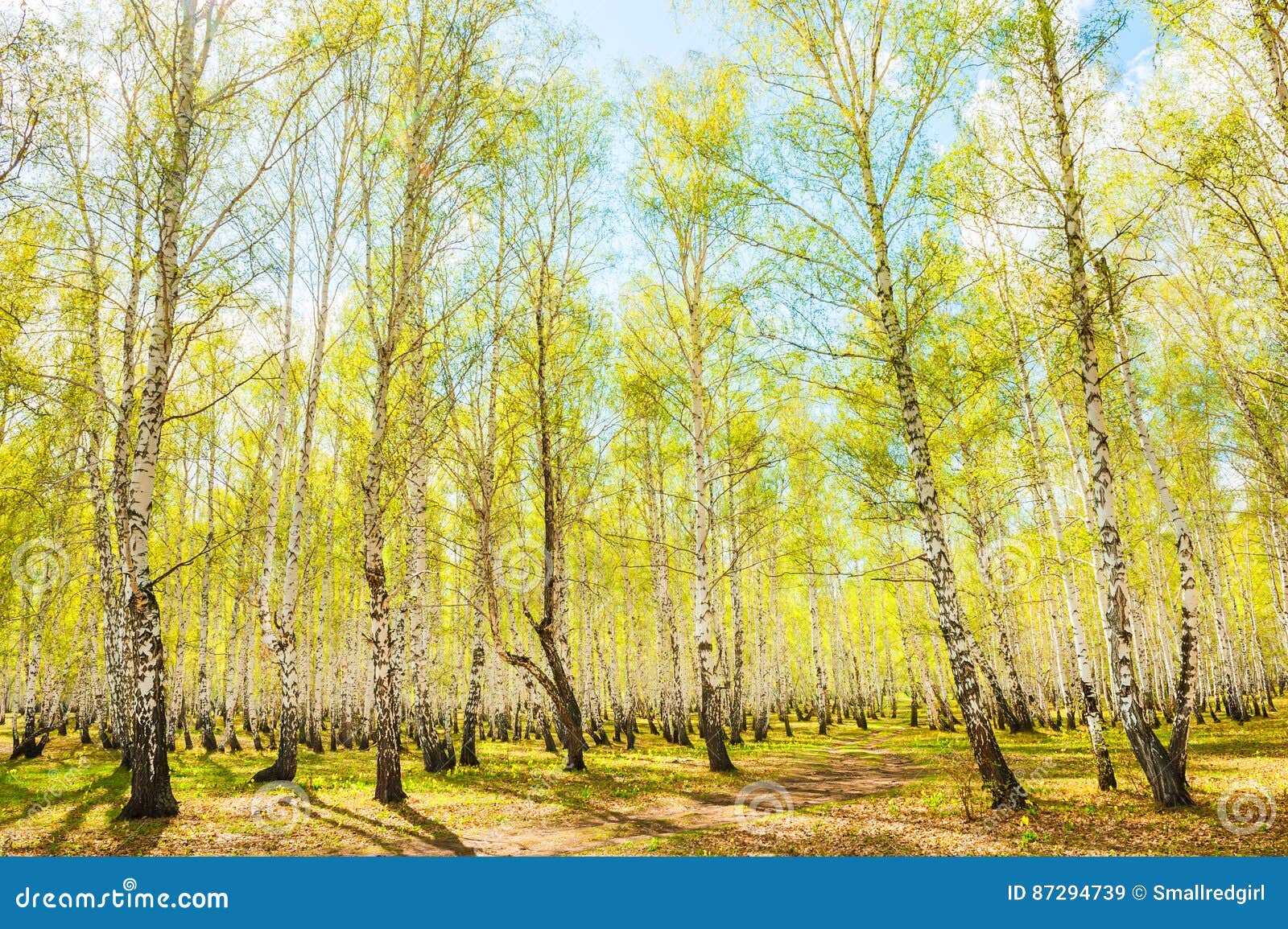 Green Trees in the Spring Forest Stock Image - Image of ecology, grass ...