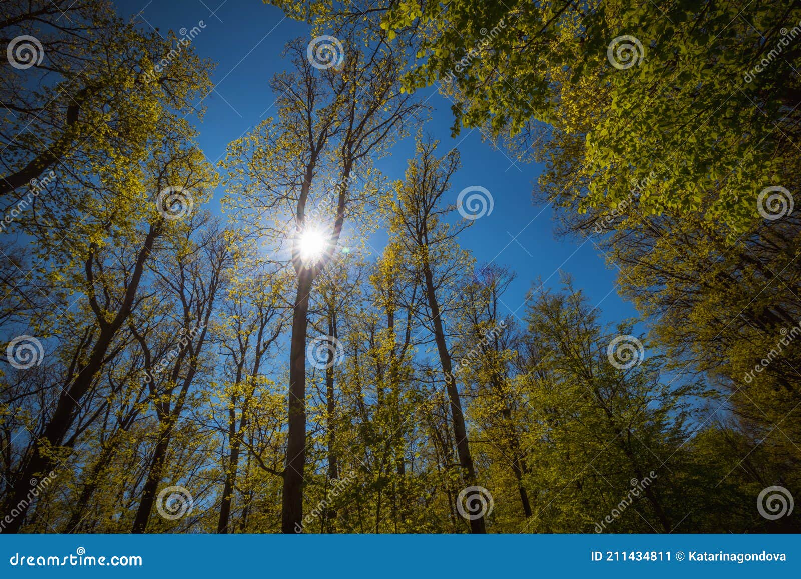 Green Trees in Spring Forest Stock Image - Image of fresh, scenery ...