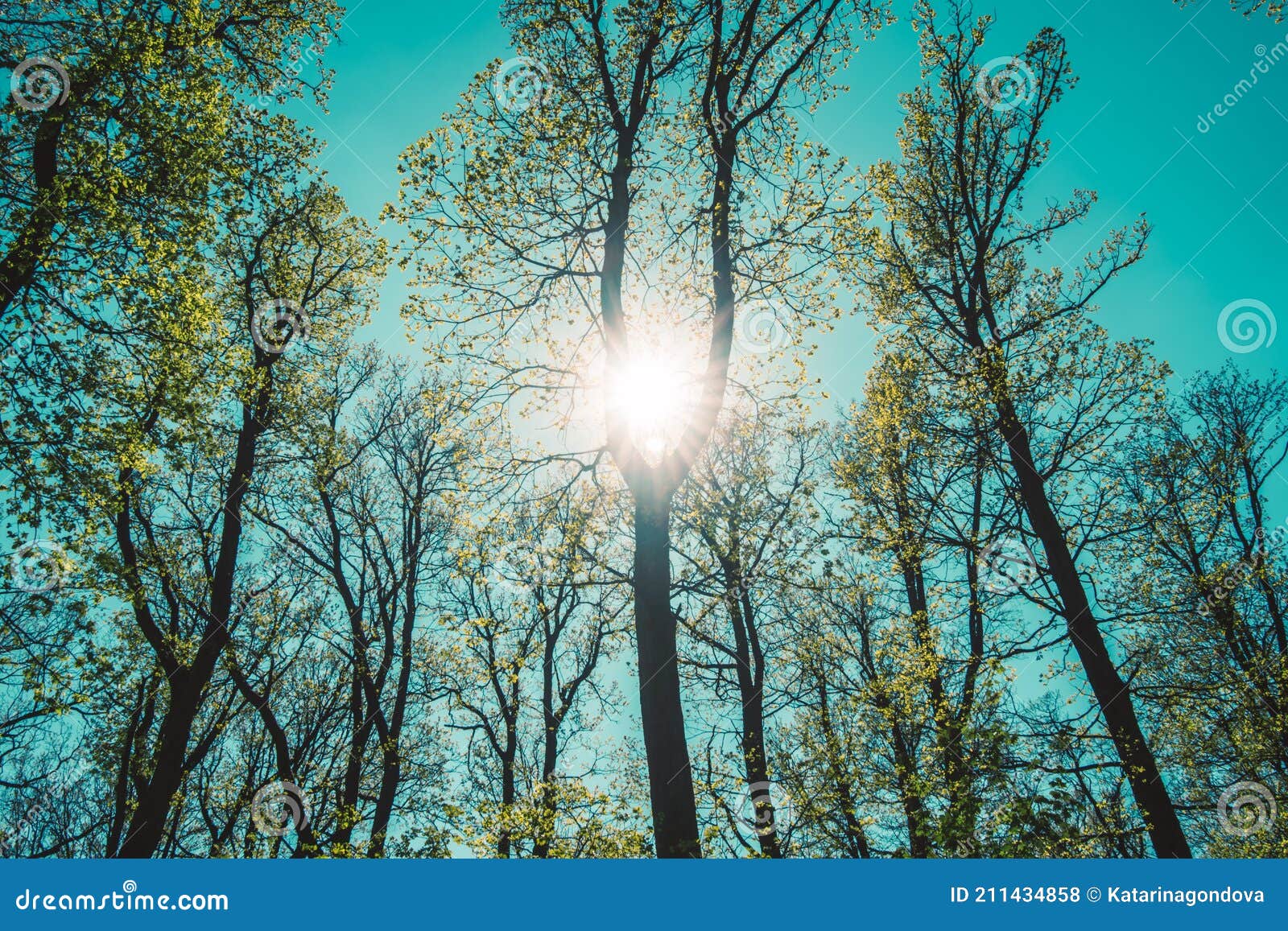 Green Trees in Spring Forest Stock Photo - Image of idyllic, outdoor ...