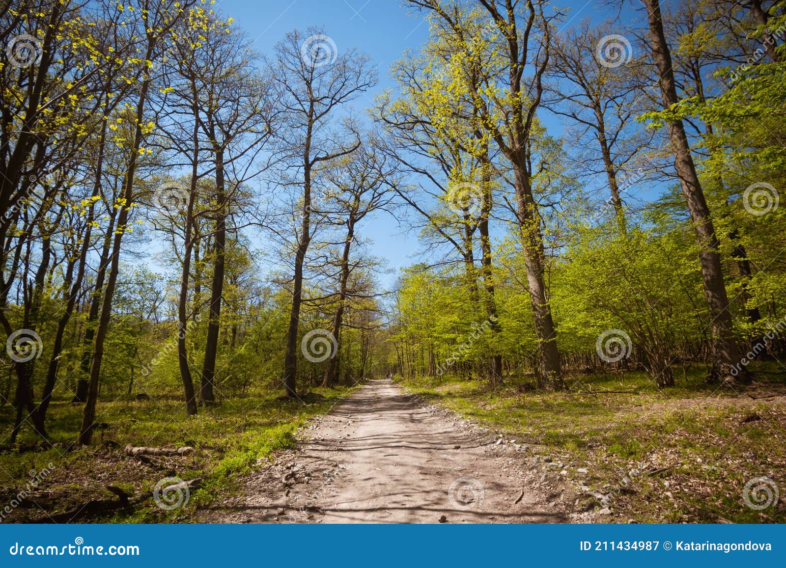 Green Trees in Spring Forest Stock Image - Image of clearing, rays ...