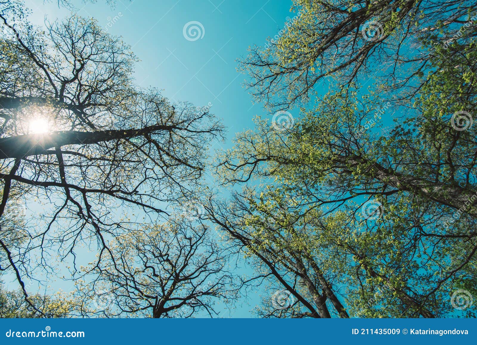 Green Trees in Spring Forest Stock Image - Image of outdoor, beauty ...
