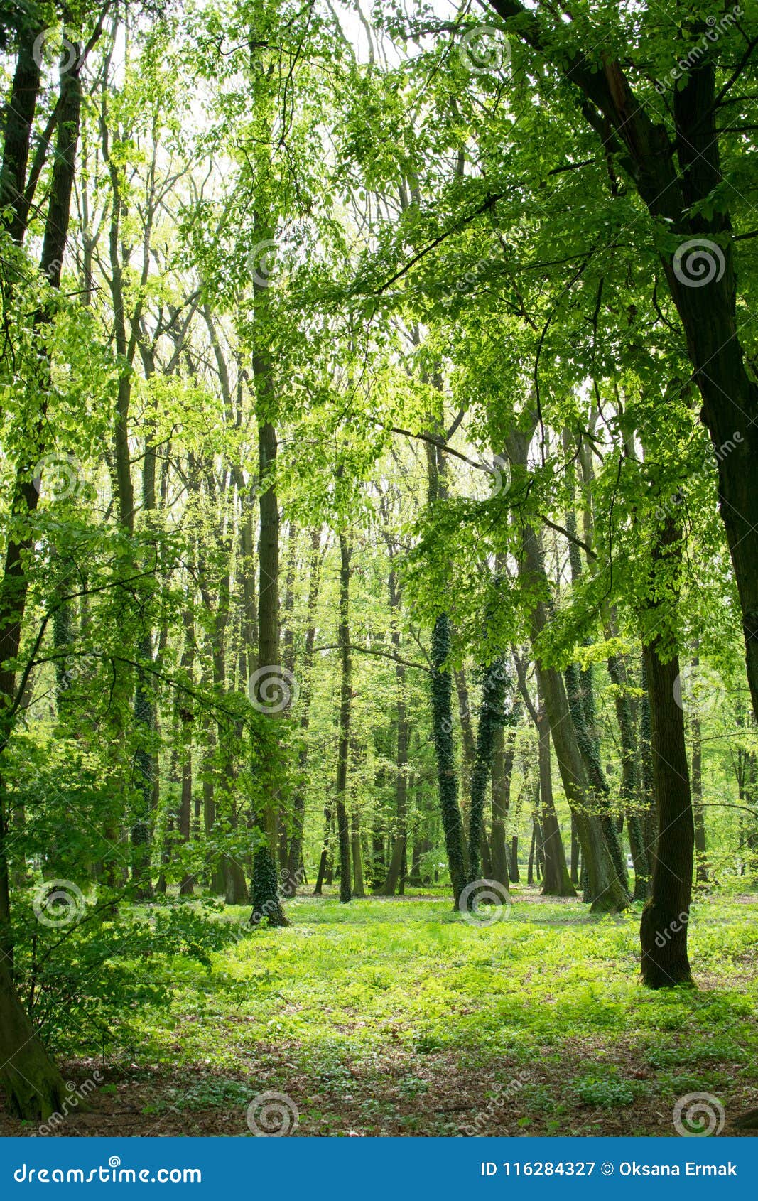 Green Trees in Spring Park stock image. Image of grow - 116284327