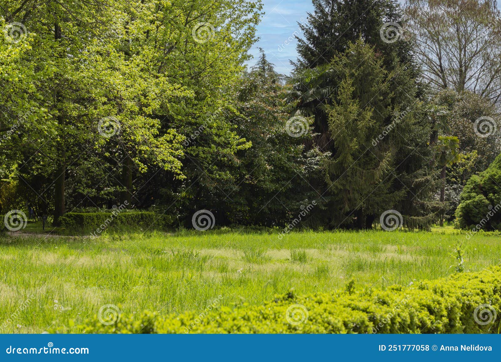 Green Trees in a Spring Park on a Sunny Day Stock Photo - Image of ...