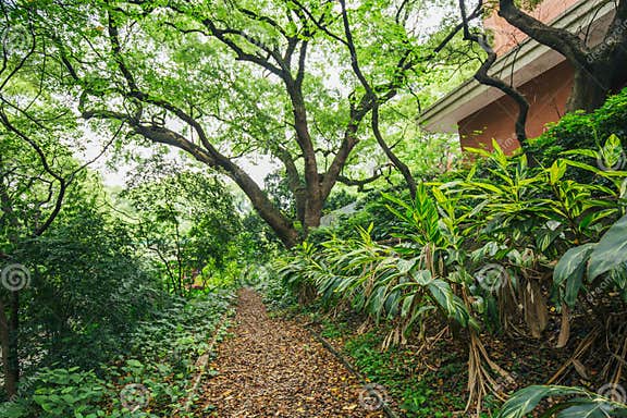 Green trees in spring stock photo. Image of environment - 51832336