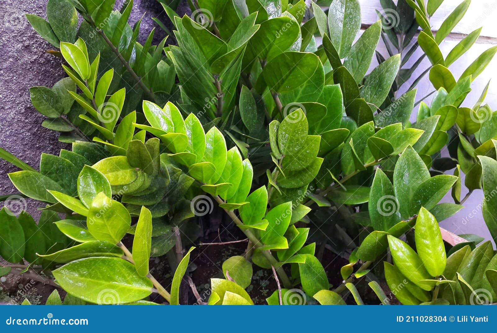 Green Trees with Strong Stems and Leaves Flourish Against the Backdrop ...