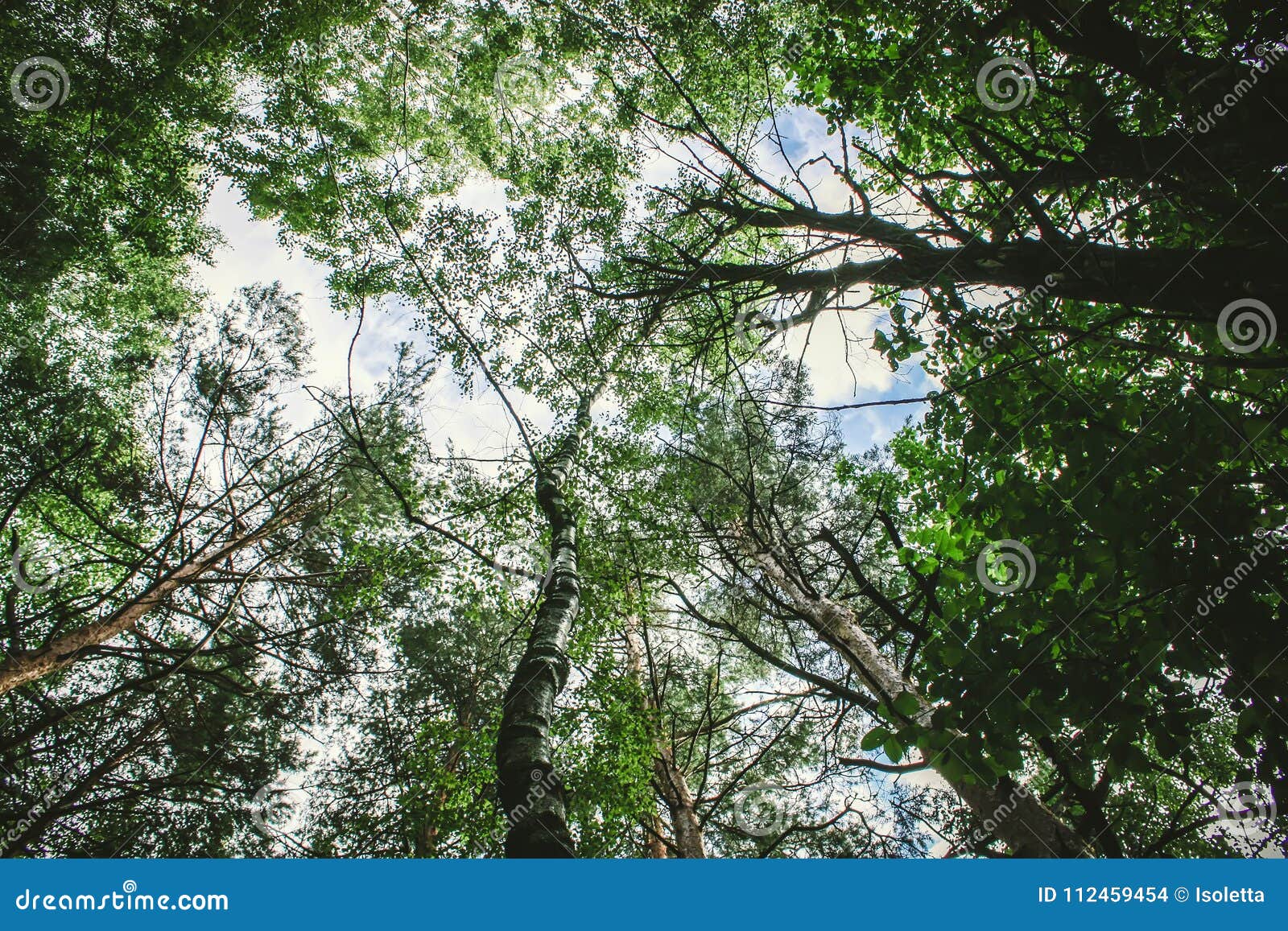 Green Trees in Summer Forest. Stock Photo - Image of sunshine, park ...
