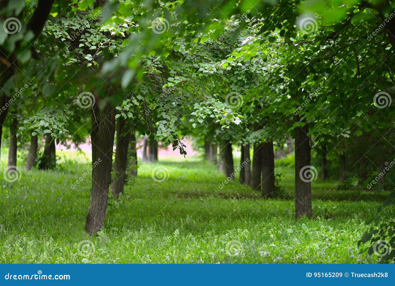 Green Trees in Summer Park, Perspective View. Stock Image - Image of ...