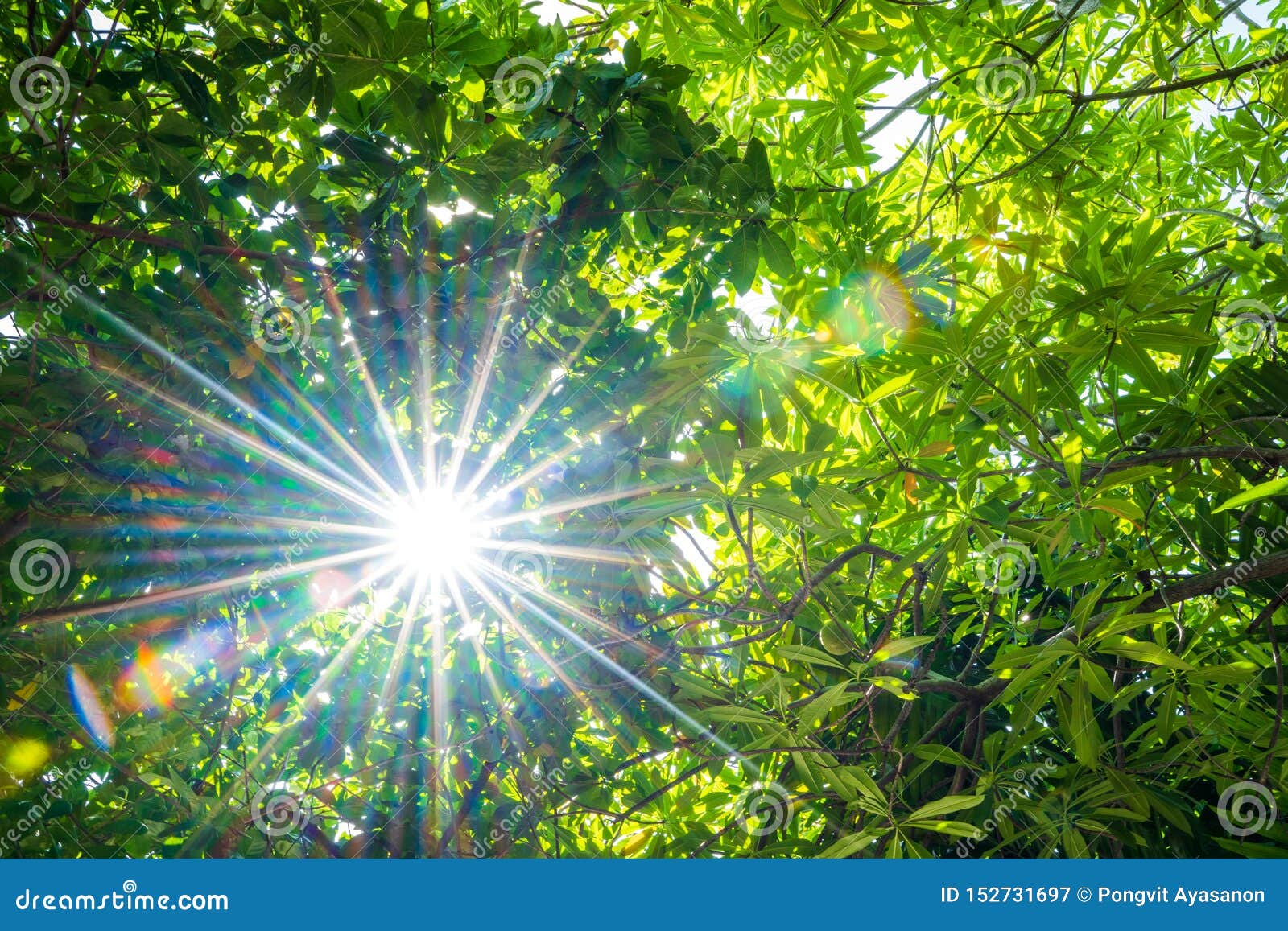 Green trees and sun light stock image. Image of foliage - 152731697