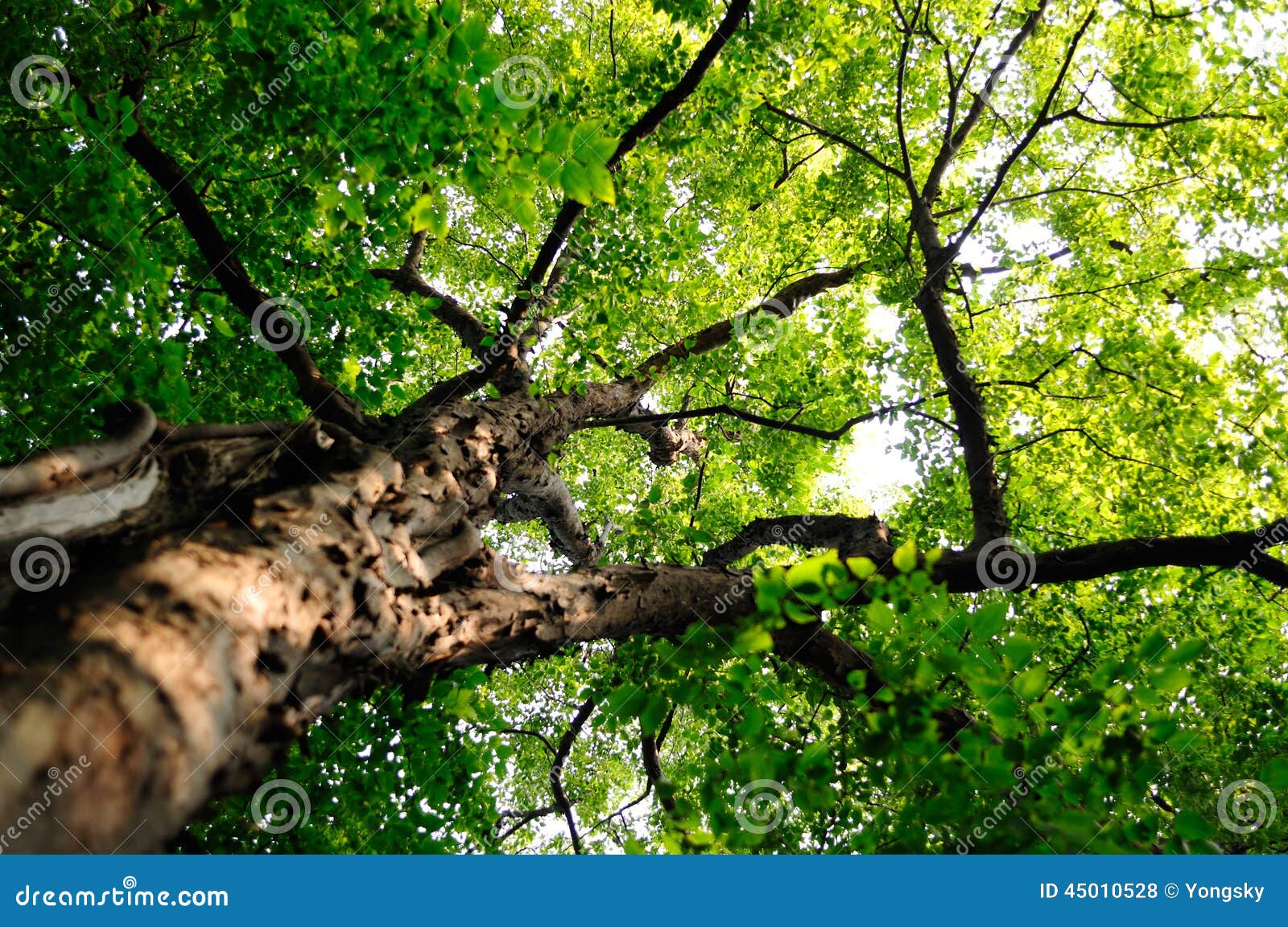 Green trees stock photo. Image of twisted, travel, rural - 45010528