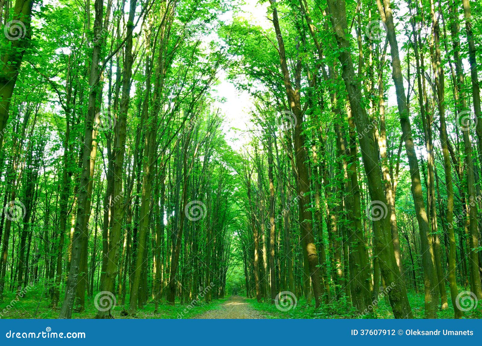 Green Trees Sunny Day in the Forest Stock Photo - Image of summer, walk ...