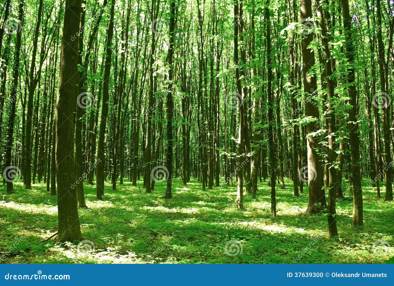 Green Trees Sunny Day in the Forest Stock Photo - Image of summer ...