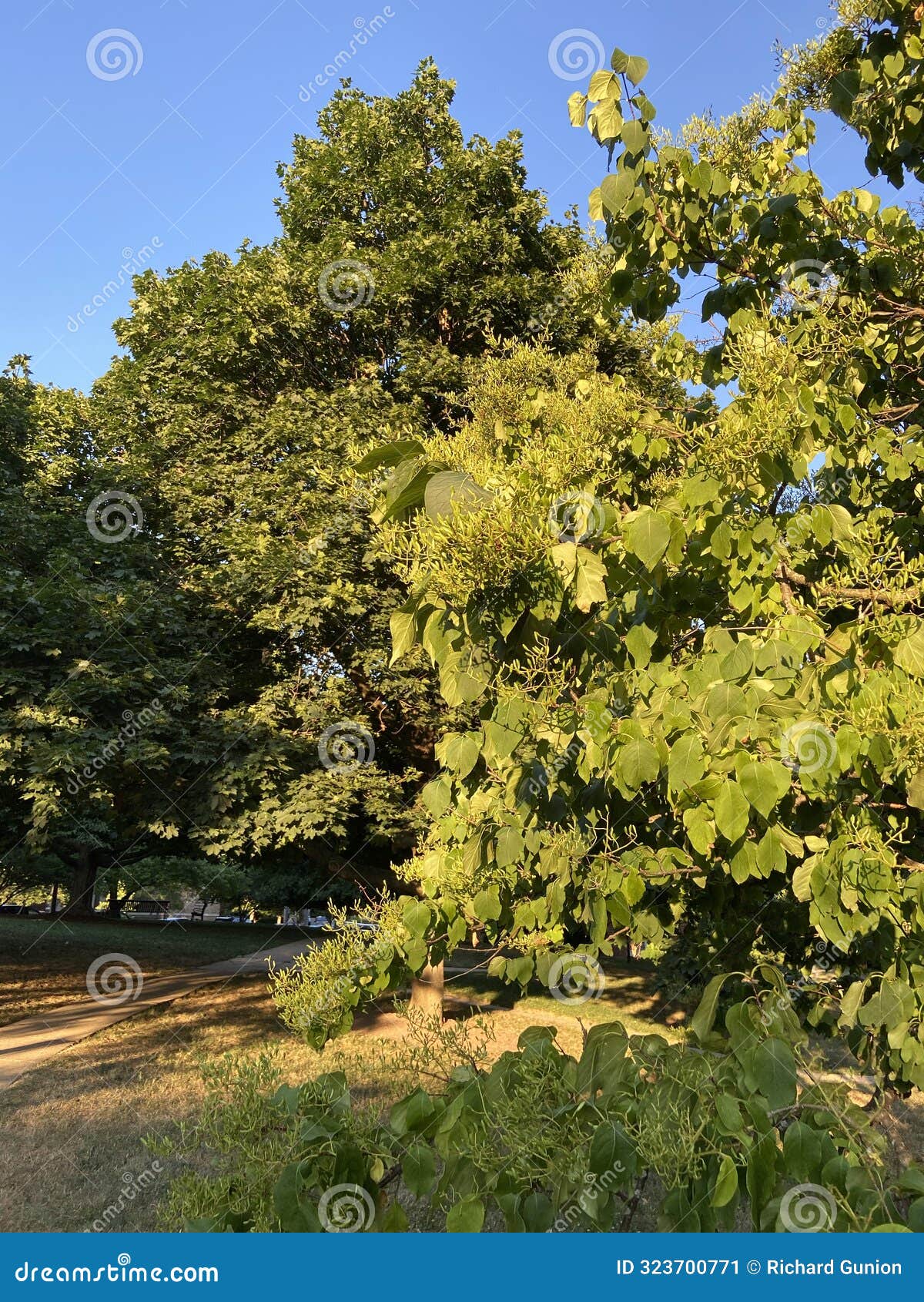Green Trees at Sunset in Summer in June Stock Image - Image of summer ...