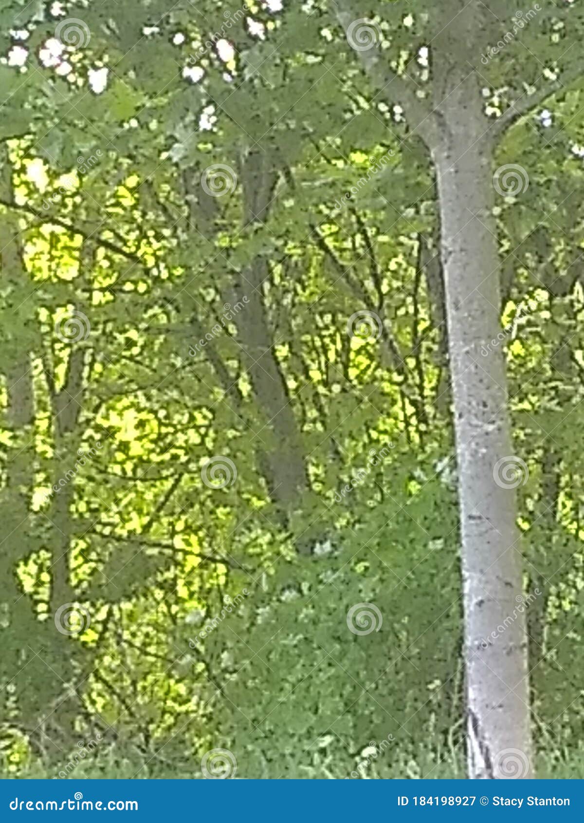 Green trees and sunshine! stock image. Image of loveair - 184198927