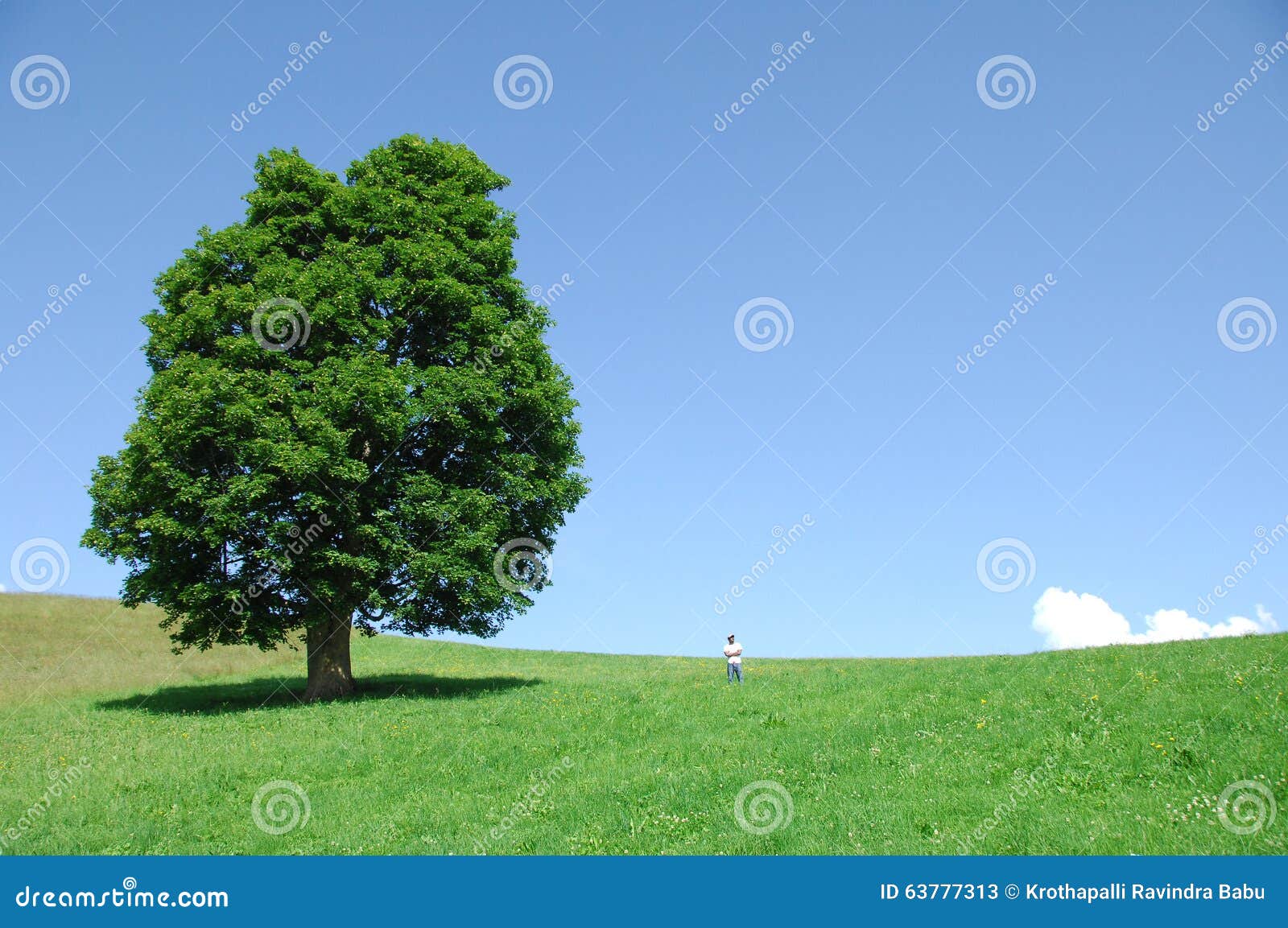 Green Trees at Swiss Location Stock Image - Image of travel ...