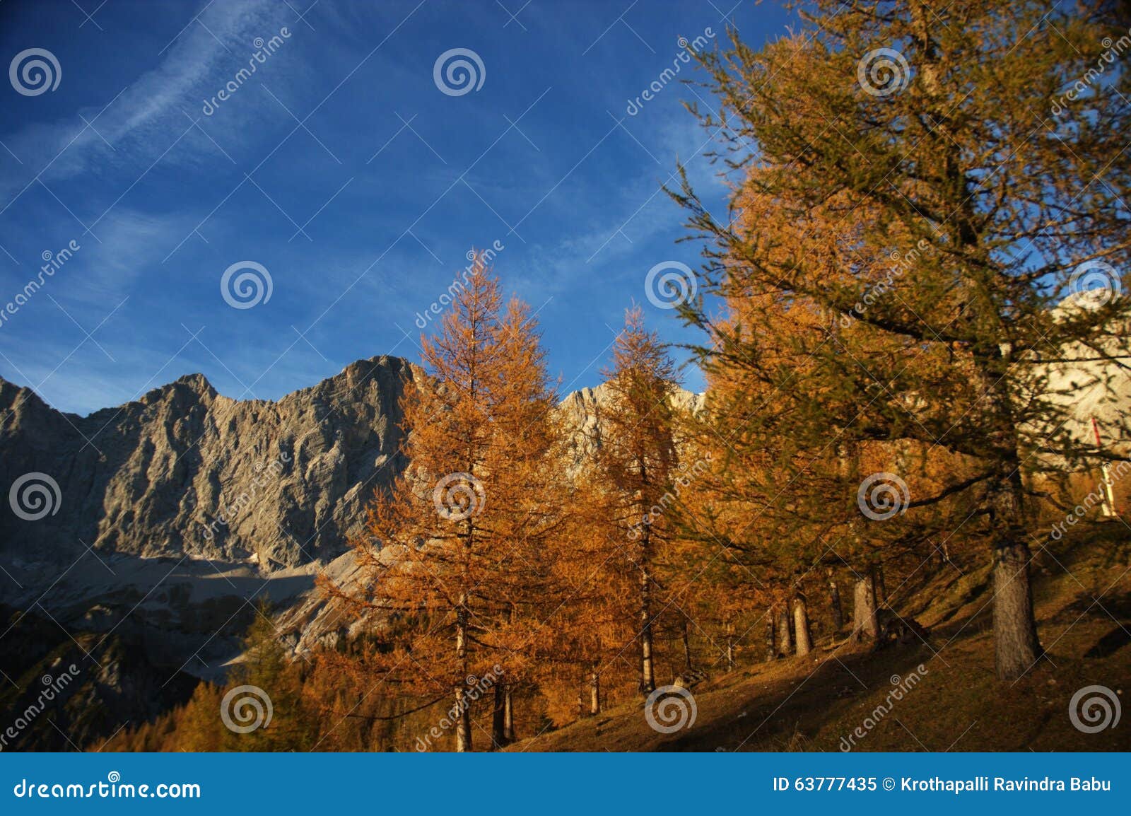 Green Trees at Swiss Location Stock Image - Image of landmark, trees ...