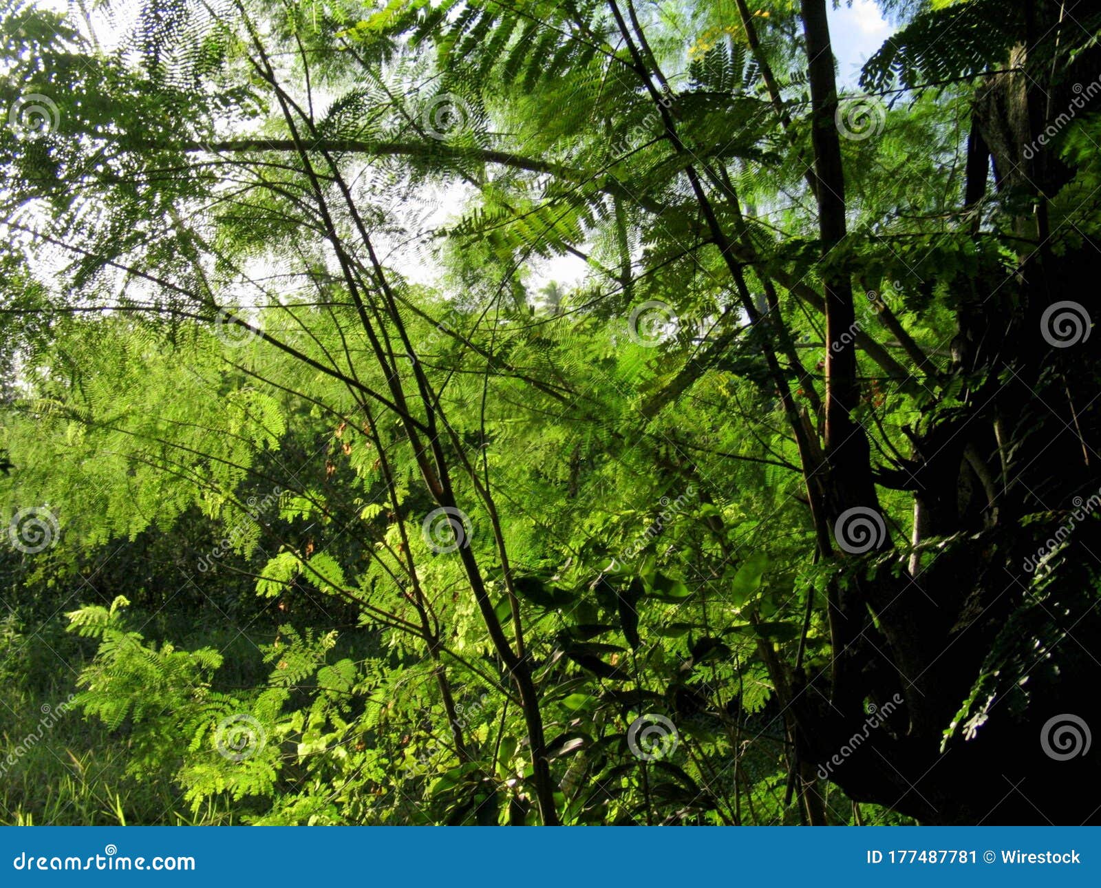 Green Trees at Tahiti. French Polynesia Stock Image - Image of ocean ...