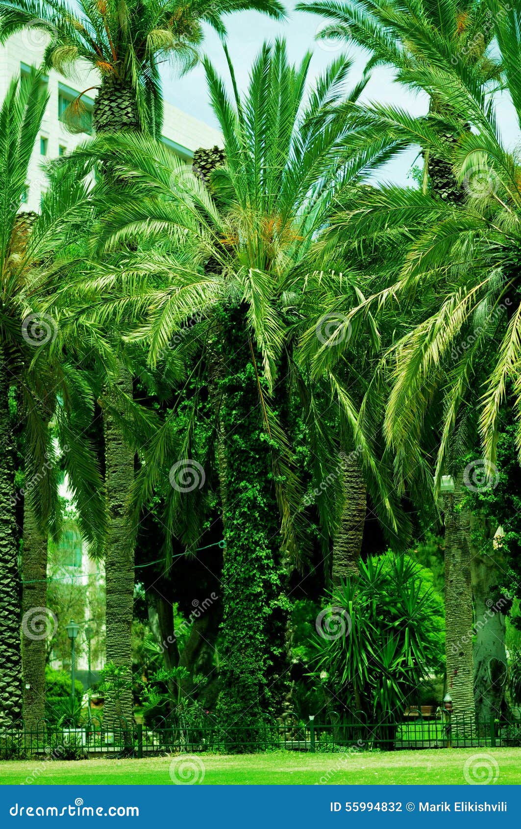 Green trees together stock photo. Image of forested, exterior - 55994832