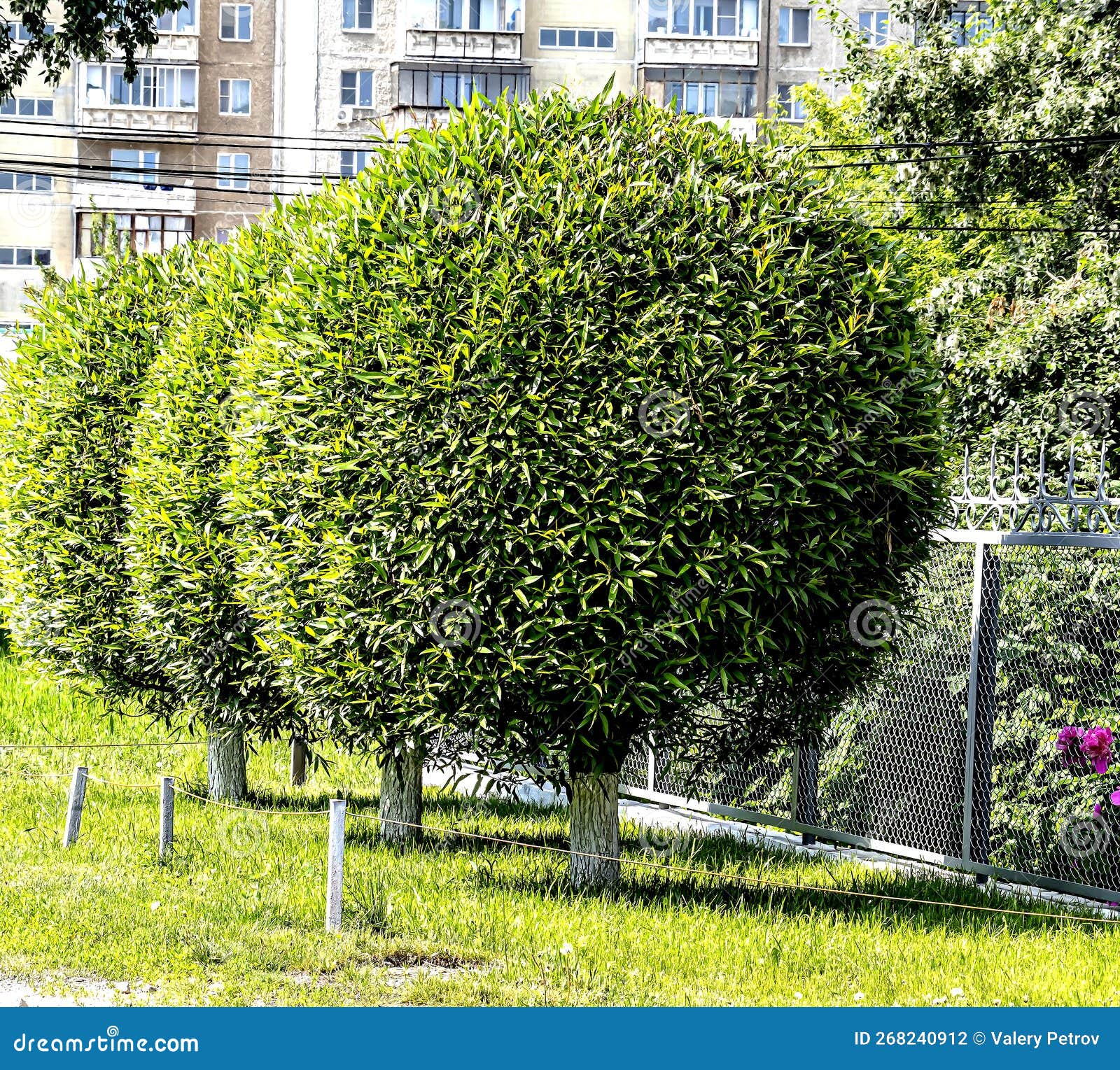 Green Trees Trimmed in the Form of a Sphere Stock Photo - Image of form ...