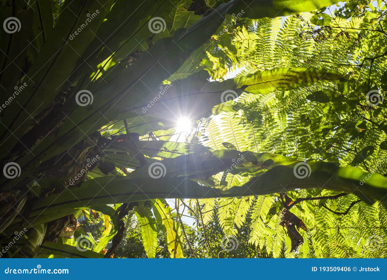 Green Trees in the Tropical Forest Stock Photo - Image of botany, fresh ...