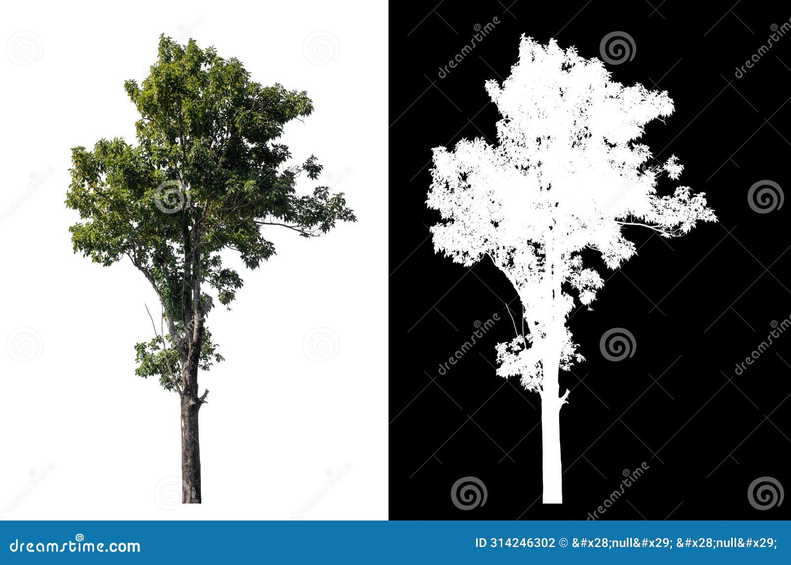 Green Trees on White Background with Clipping Path and Alpha Channel on ...