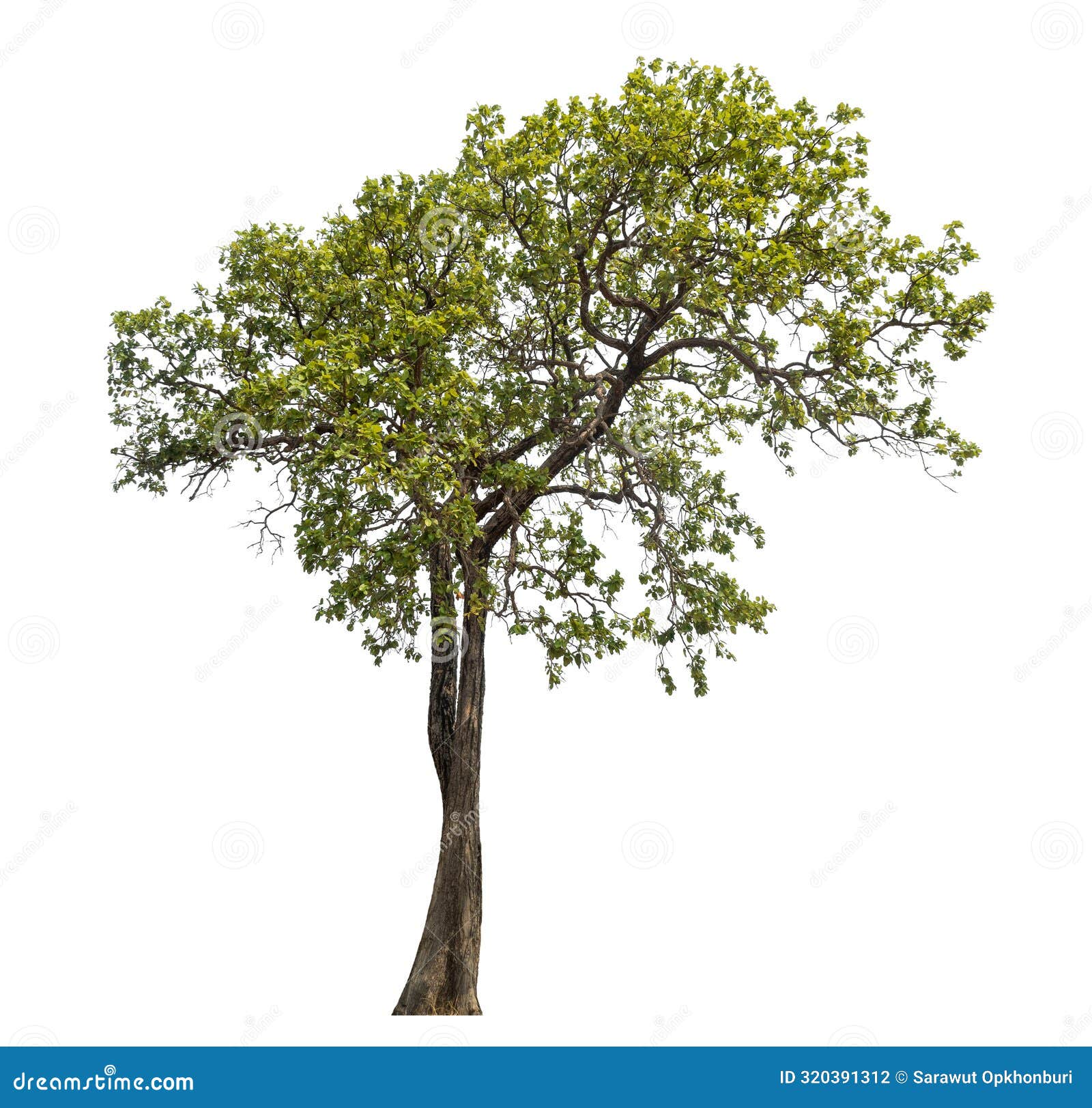 Green Trees on White Background with Clipping Path, Single Tree with a ...