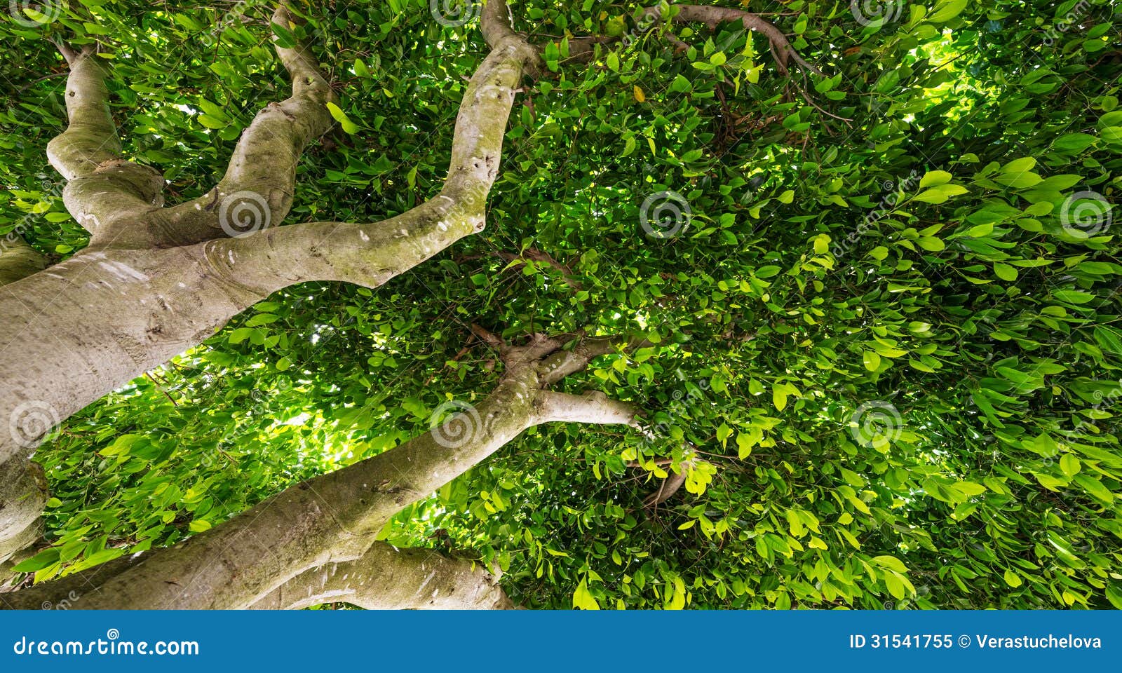 Green treetop stock image. Image of leaf, forestry, growth - 31541755