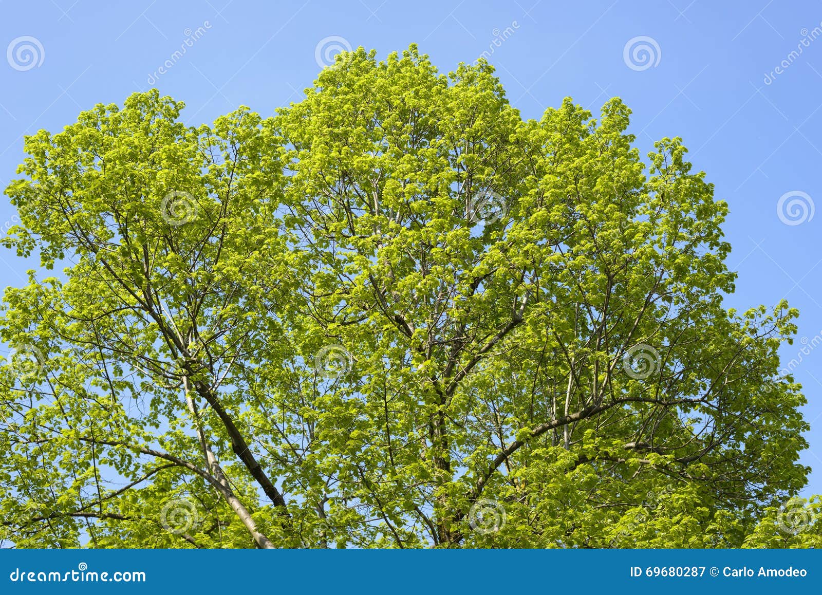 Green treetop stock image. Image of tree, season, bright - 69680287