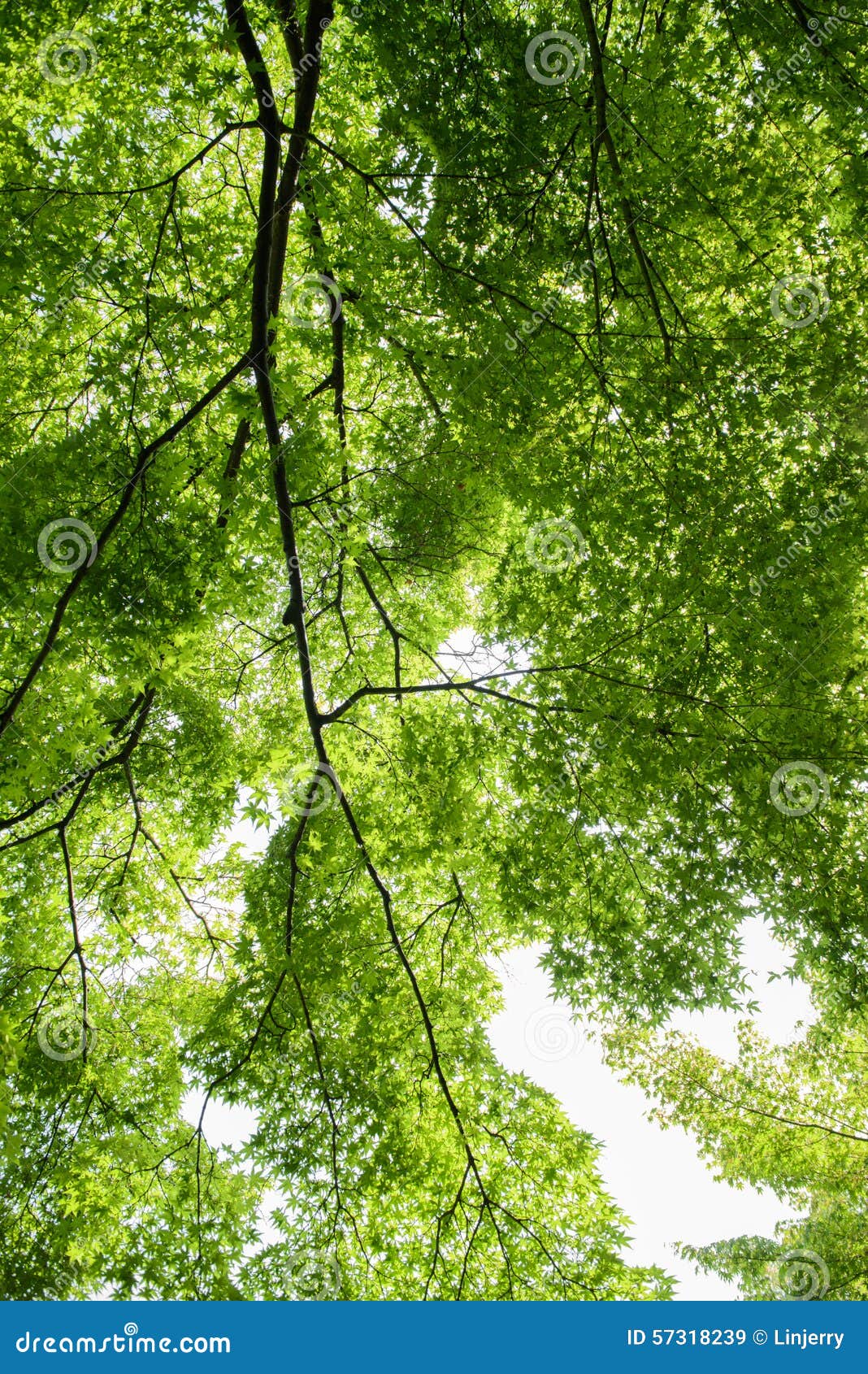 Green treetop stock image. Image of light, natural, green - 57318239