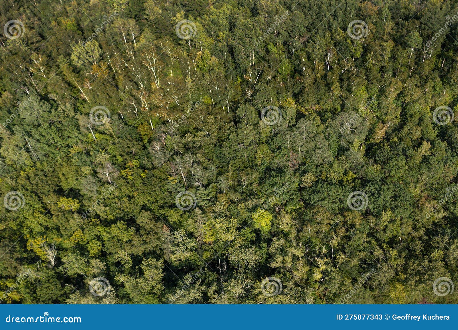 Green Treetops Drone Aerial from Above Stock Image - Image of trees ...