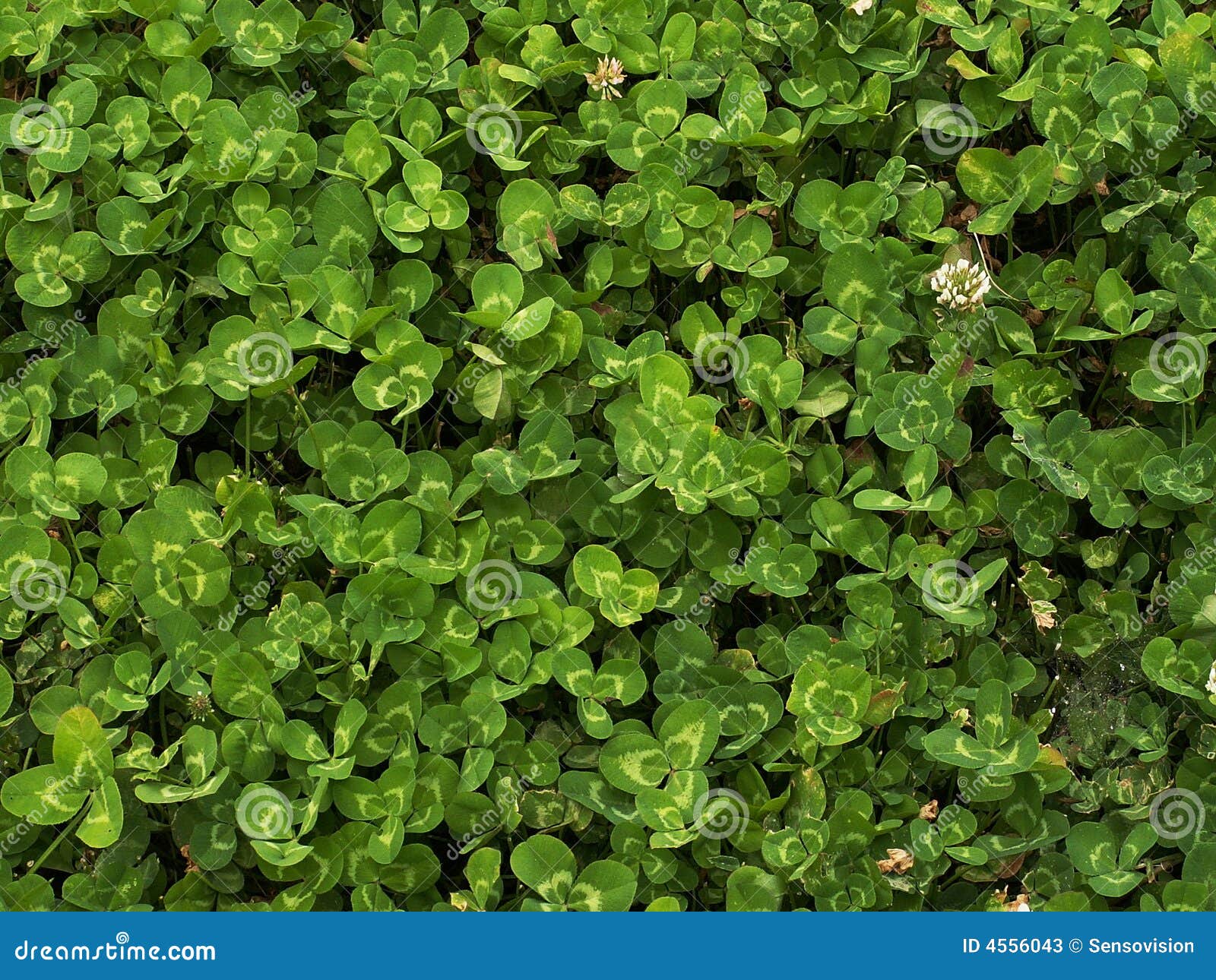 Green Trefoil Clover Meadow Stock Image - Image of background, abstract ...