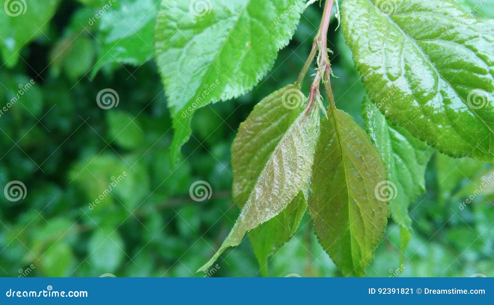 Green Tress stock image. Image of forest, tress, water - 92391821