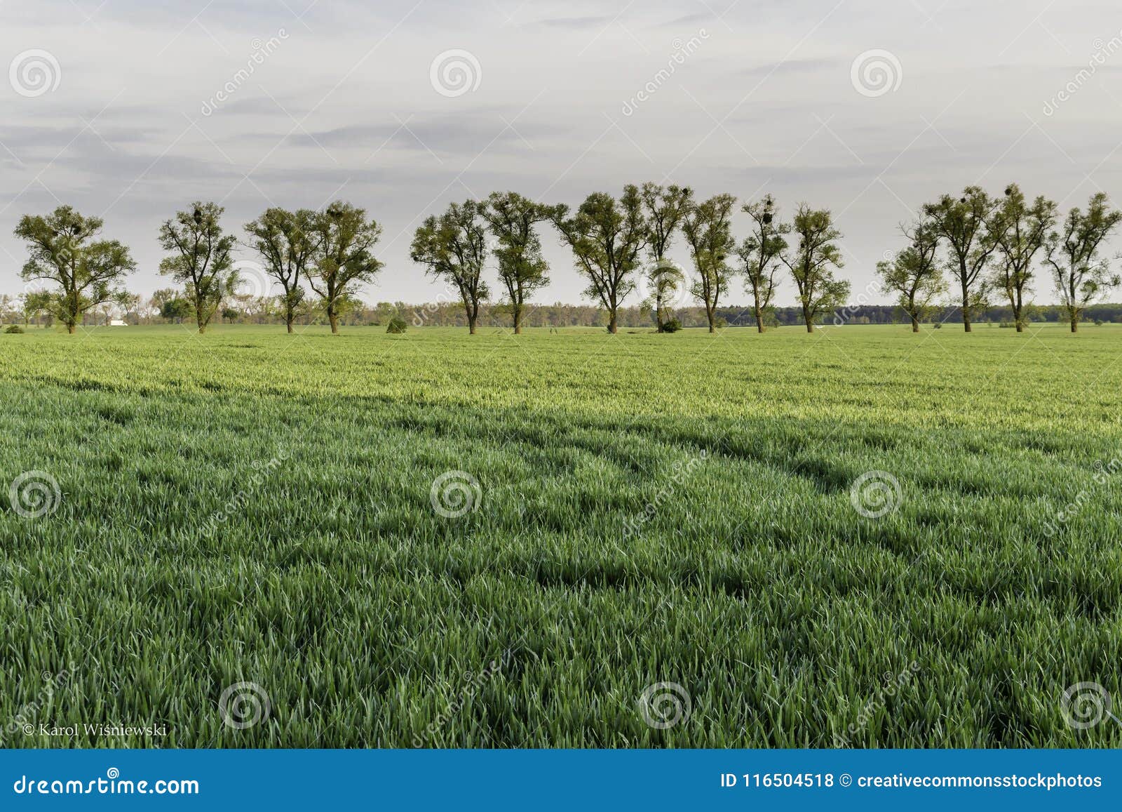 Green Tress And Green Grasses Picture. Image: 116504518