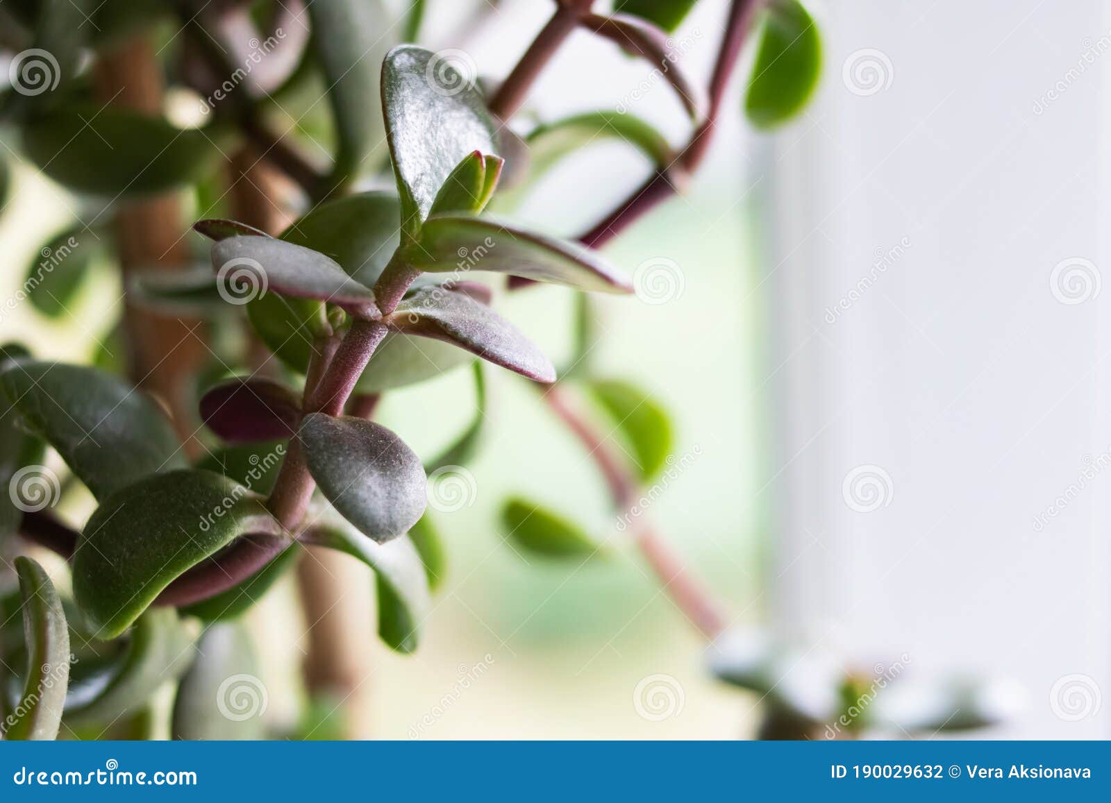 Green Triangular Leaves of a Home Plant Stock Photo - Image of closeup ...