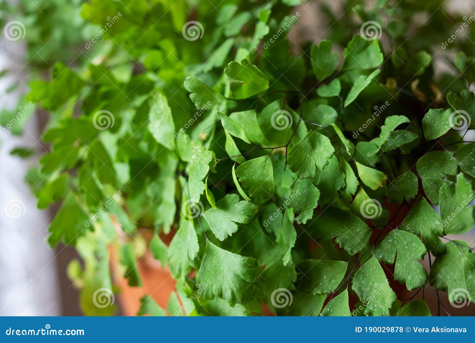 Green Triangular Leaves of a Home Plant Stock Photo - Image of ...