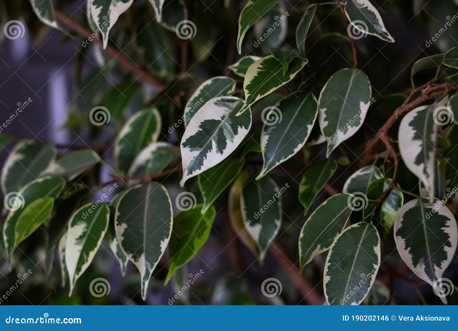 Green Triangular Leaves of a Home Plant Stock Photo - Image of green ...