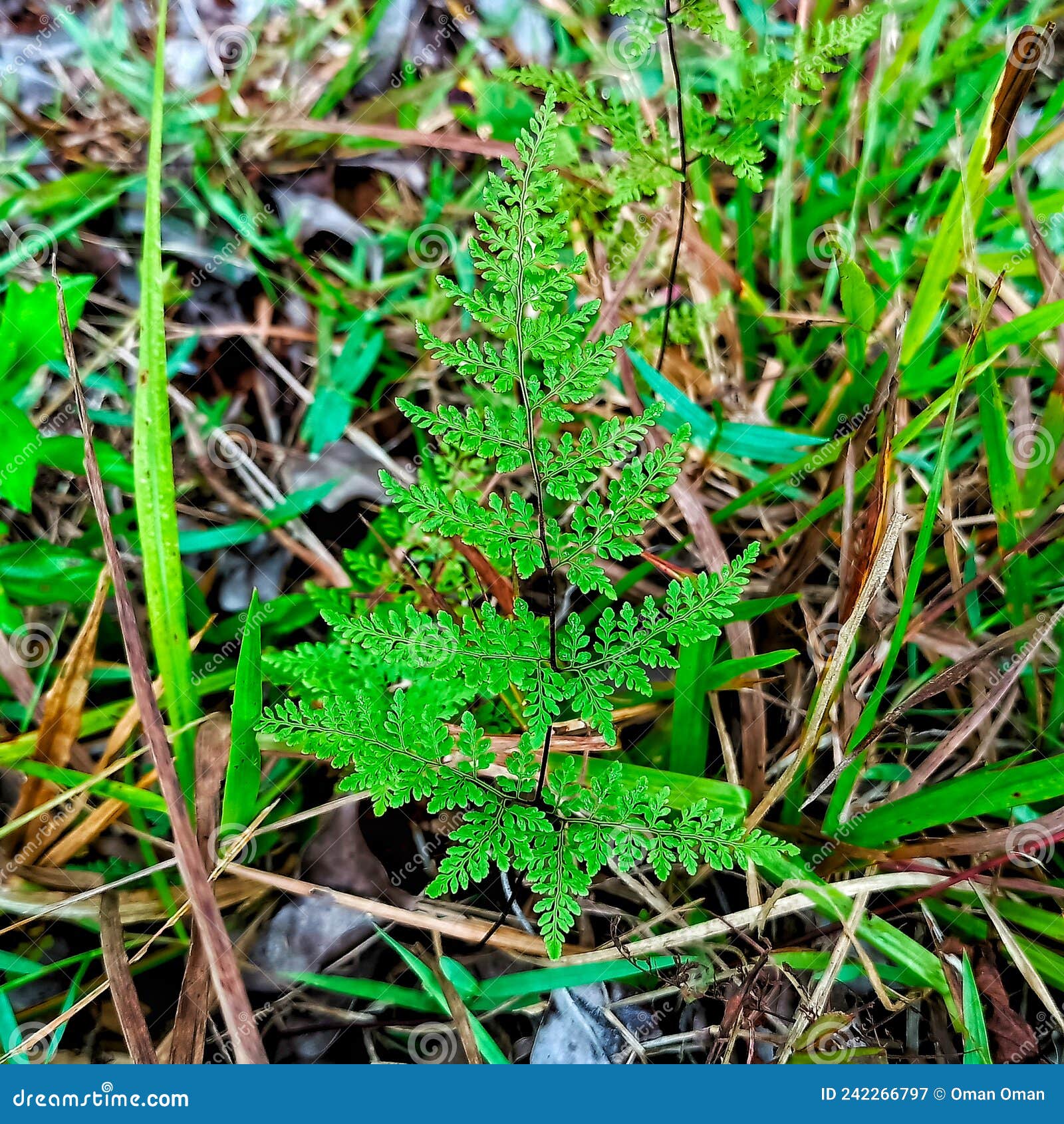 The Green Triangular Leaflets Of The Maidenhair Fern Plant, Called ...