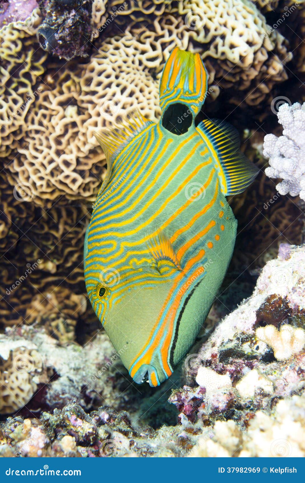 Green triggerfish stock image. Image of swimming, fish - 37982969