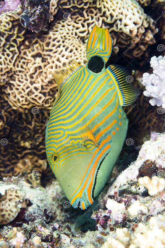 Green triggerfish stock image. Image of swimming, fish - 37982969