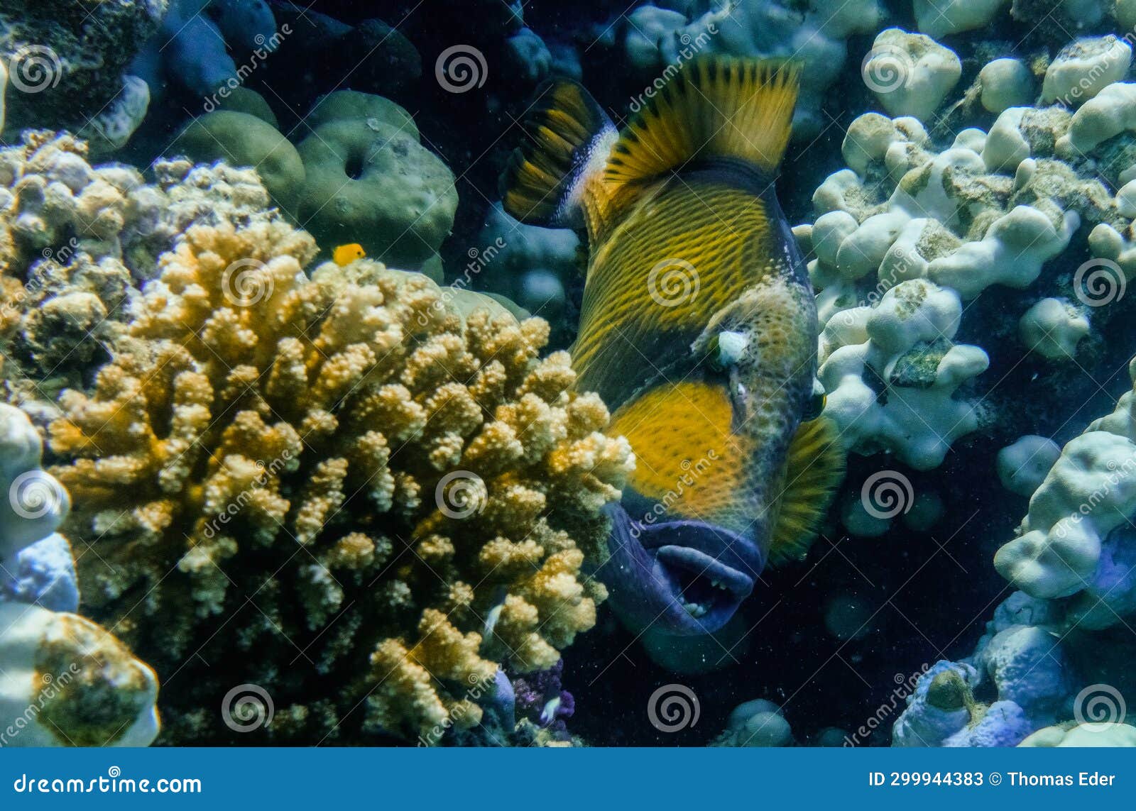 Green Triggerfish between Corals in the Red Sea Stock Image - Image of ...