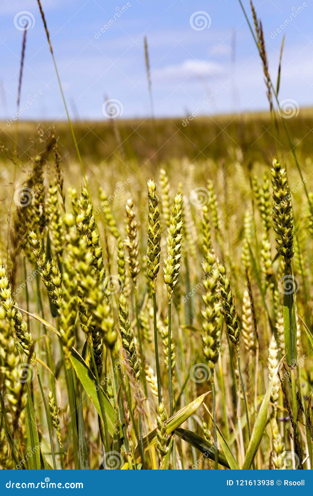 Triticale field stock photo. Image of holding, nature - 121613938
