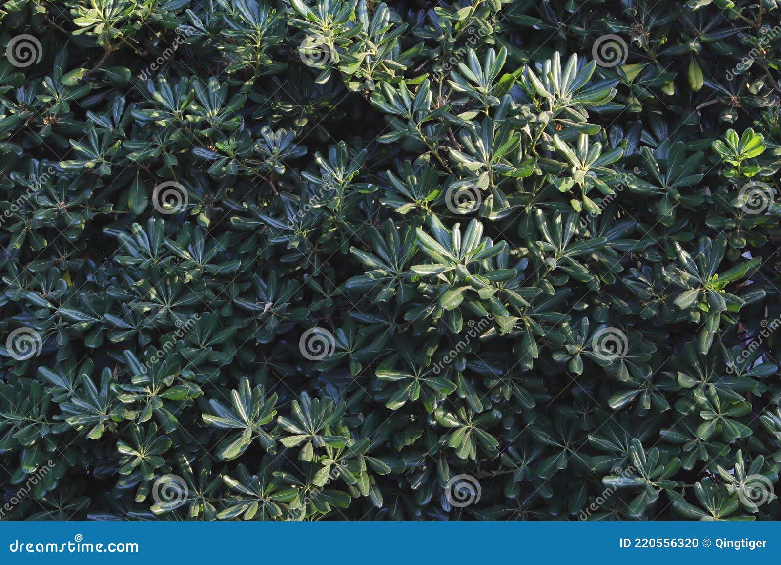 Green Trophy Leaves Background . Stock Photo - Image of leaves, trophy ...