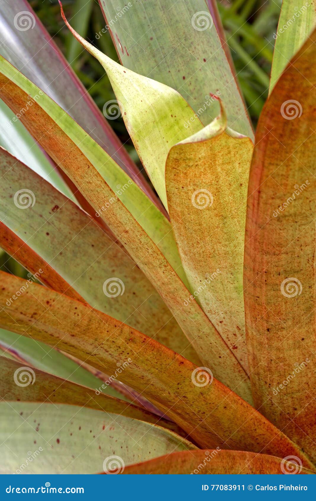 Green tropical Bromelia stock image. Image of forests - 77083911
